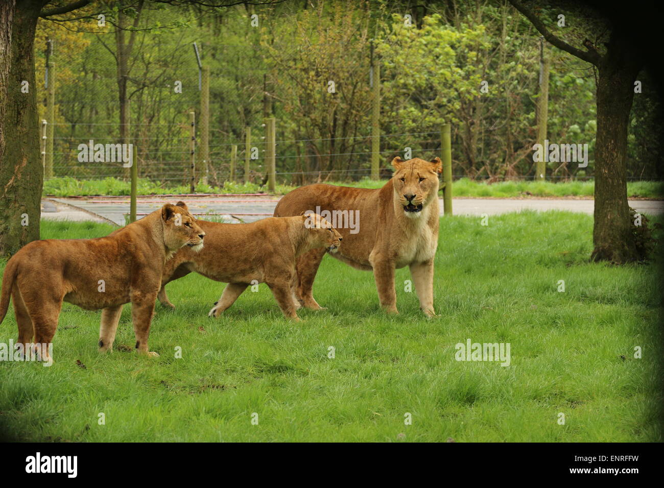 Pride of Lions Stock Photo - Alamy