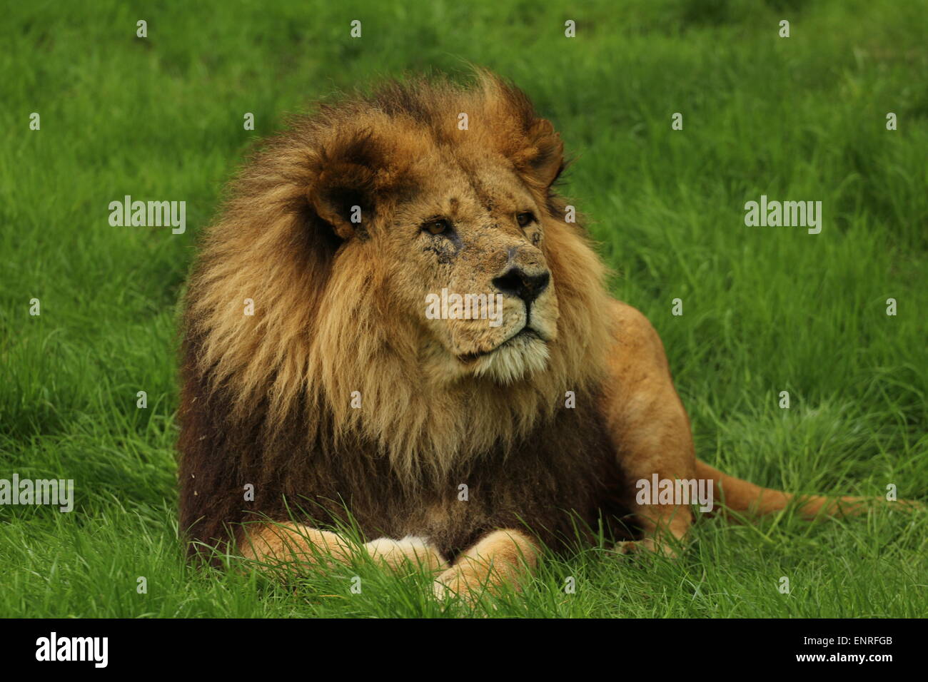 Old Dominant Lion Stock Photo - Alamy