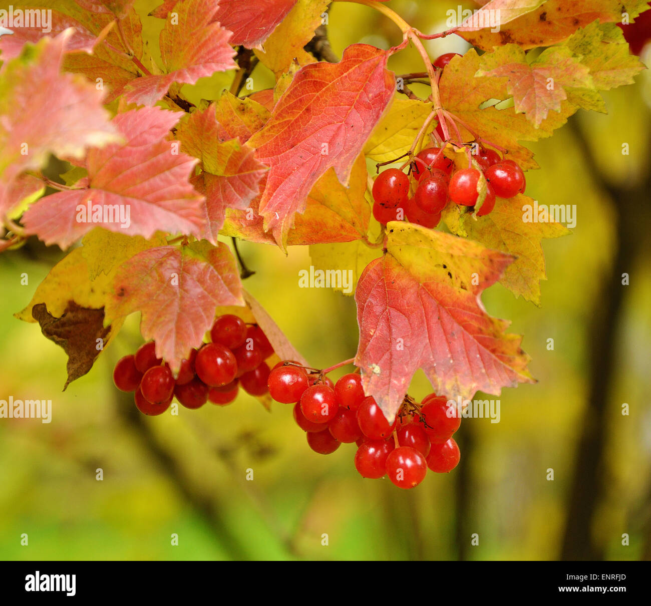 Bright Fall branch of red viburnum with red leaves Stock Photo - Alamy