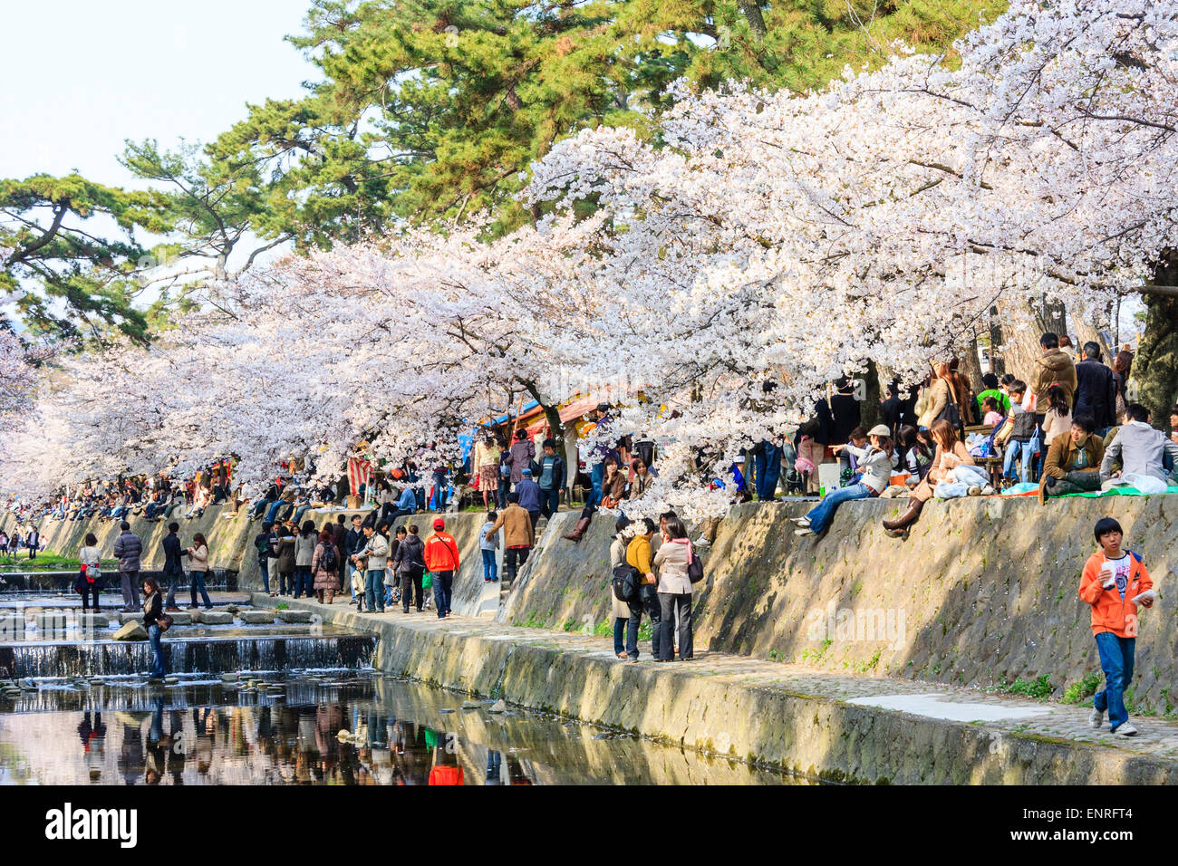 Crowded springtime scene of people walking under rows of cherry blossom ...