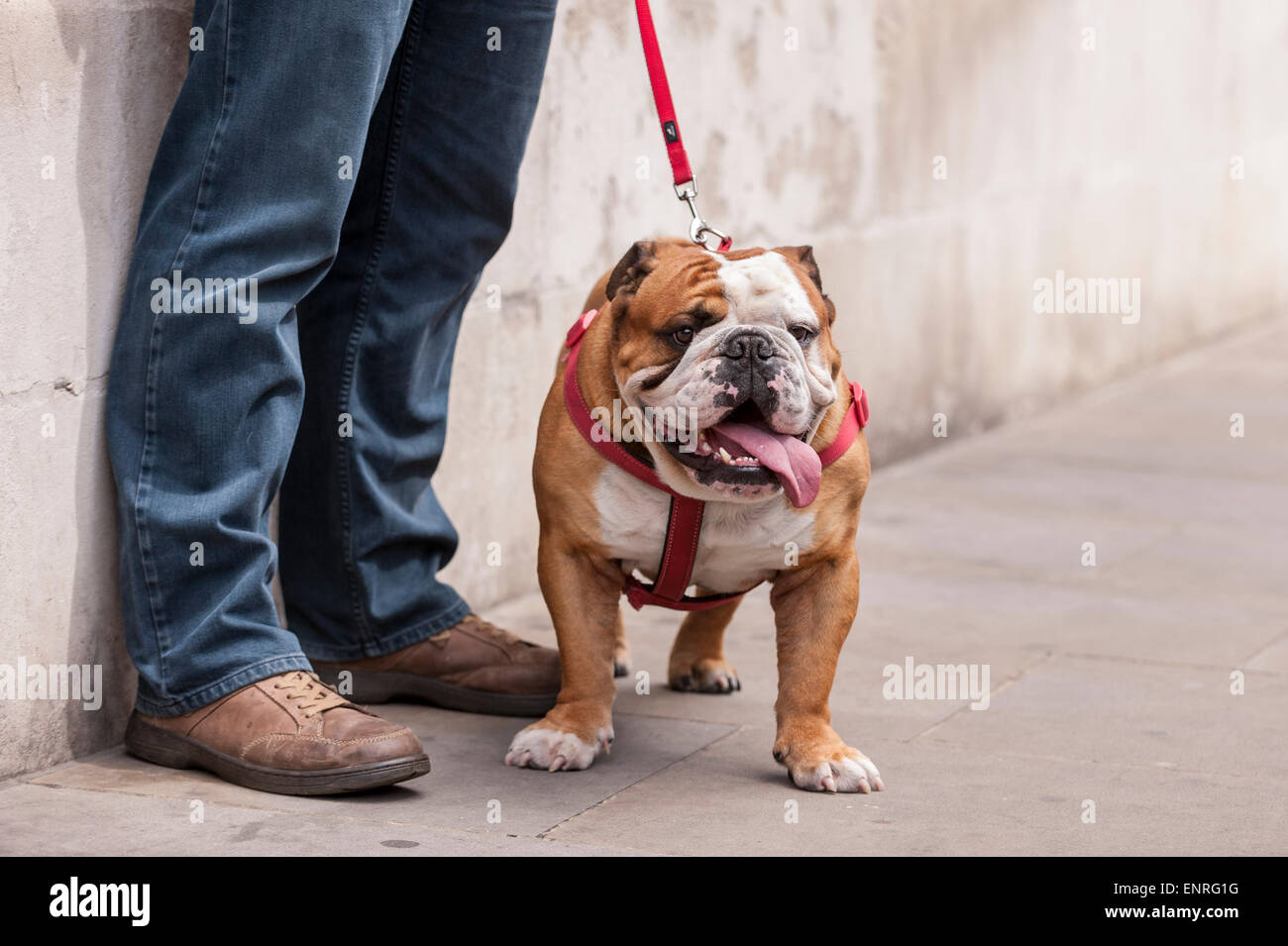 London, UK. 10 May 2015. A man and his bulldog to show the "British ...