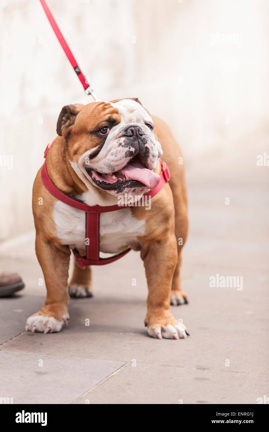 London, UK. 10 May 2015. A man and his bulldog to show the "British ...