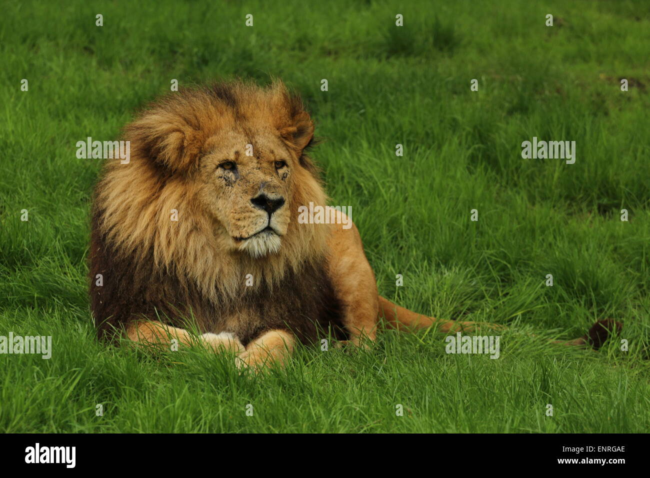 Old Dominant Lion Stock Photo - Alamy