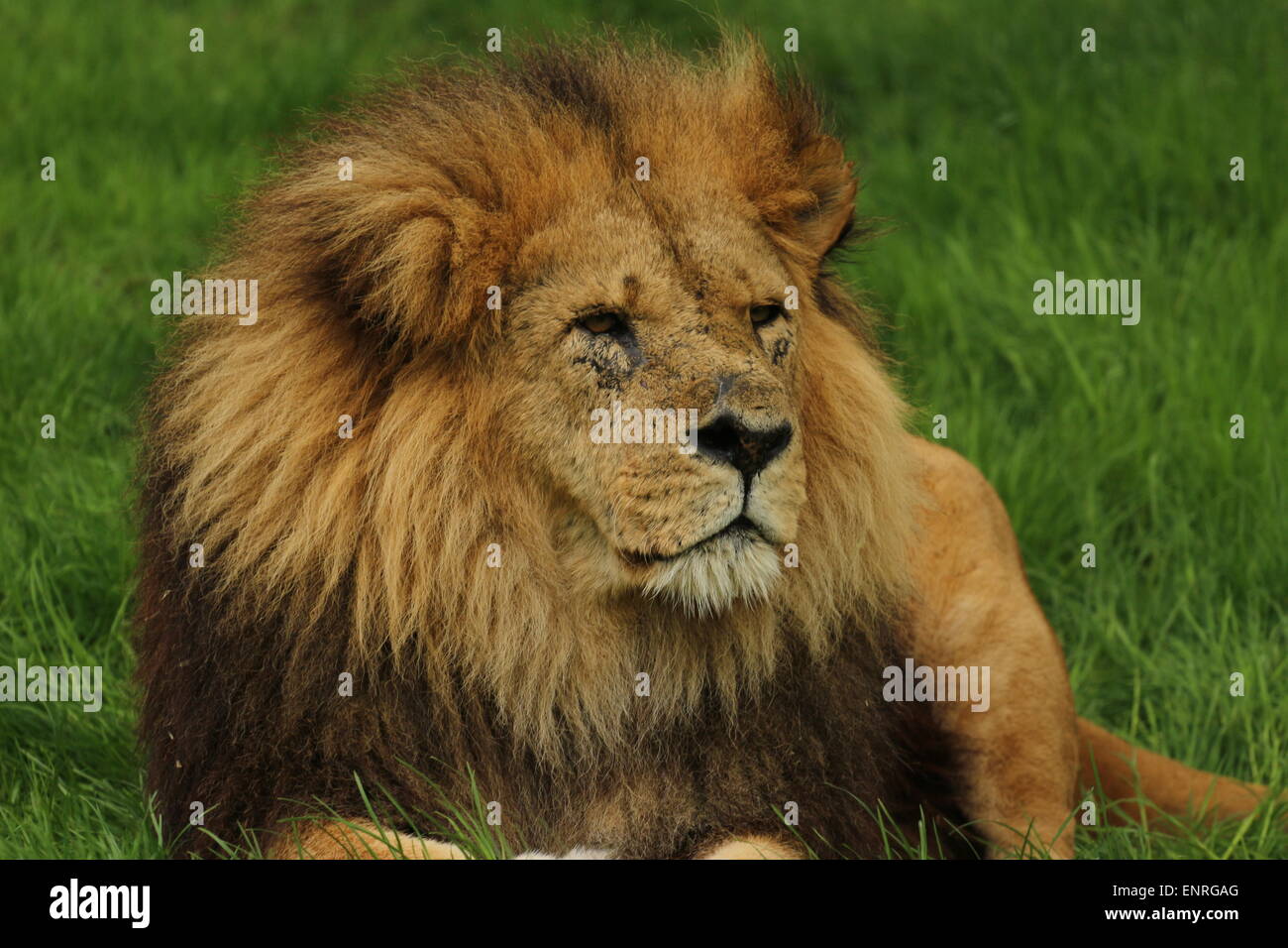 Old Dominant Lion Stock Photo - Alamy