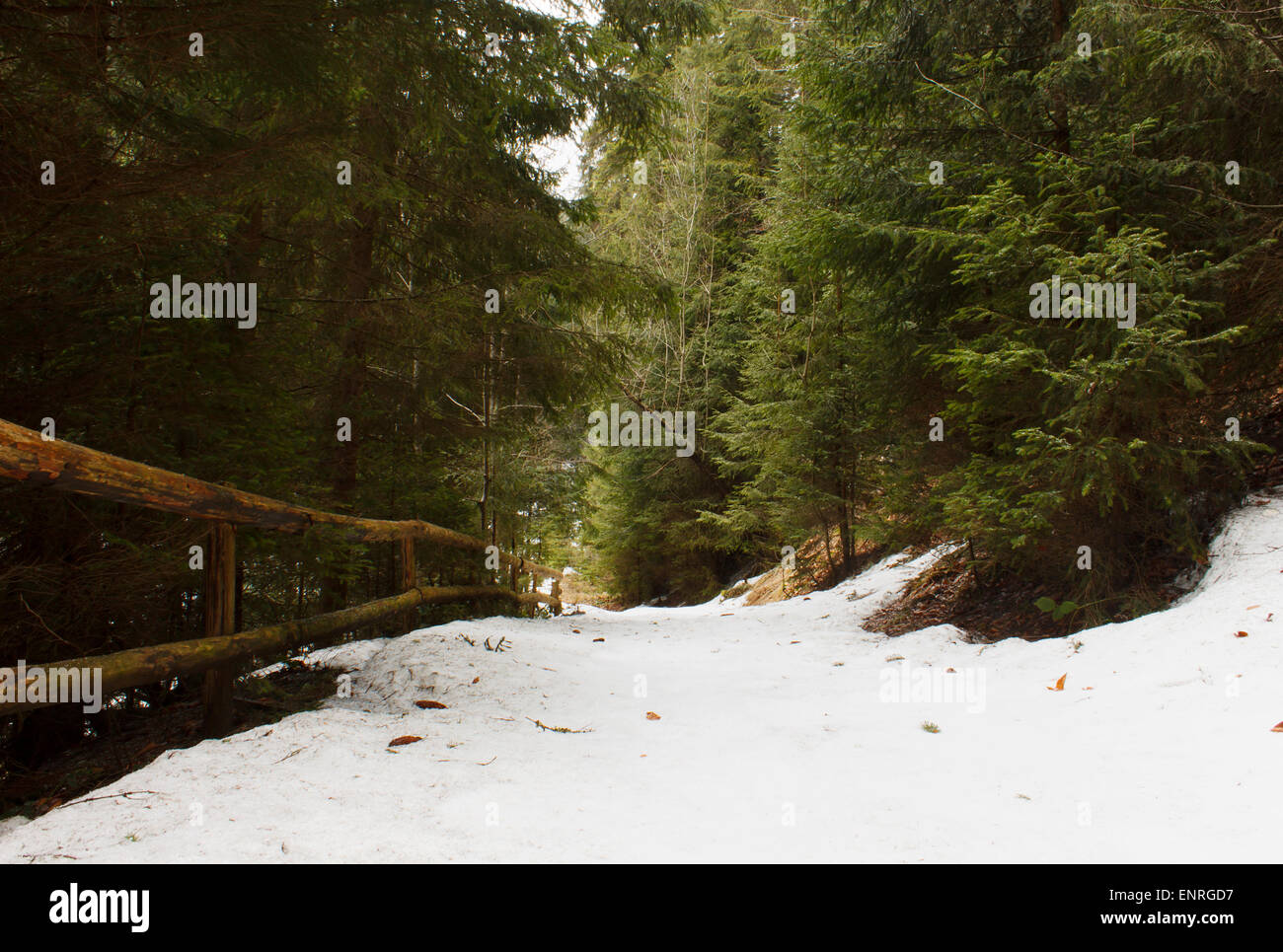 snowy path in Carpathian mountains forest Stock Photo - Alamy