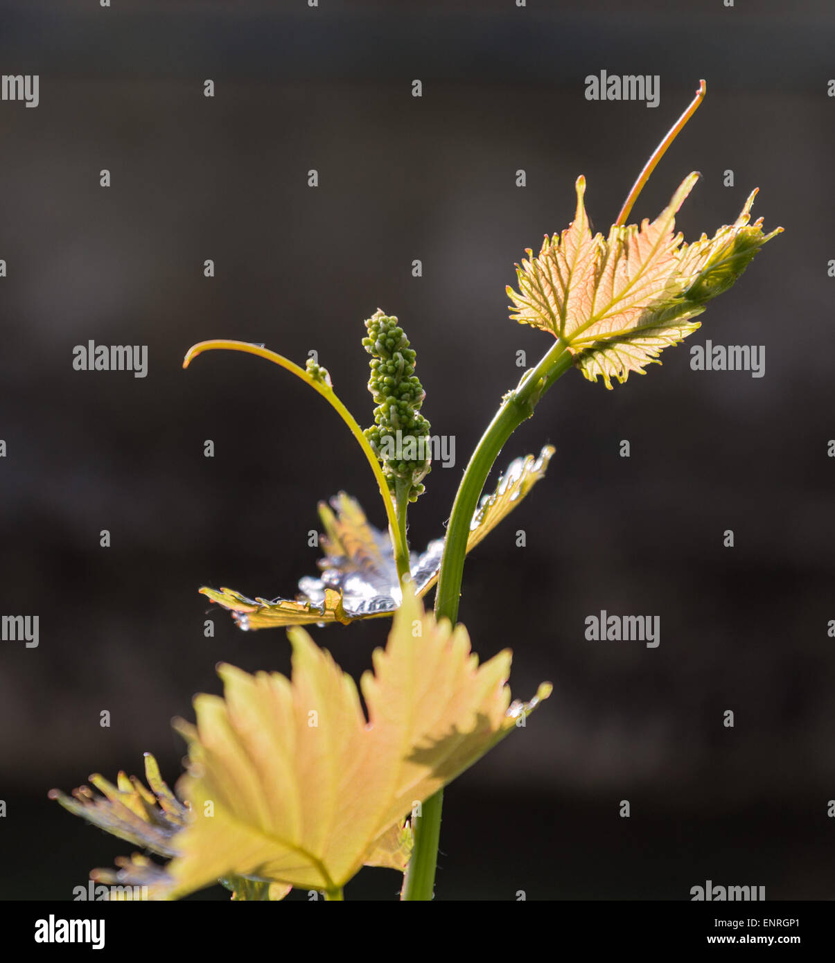 Bio agriculture italy hi-res stock photography and images - Alamy