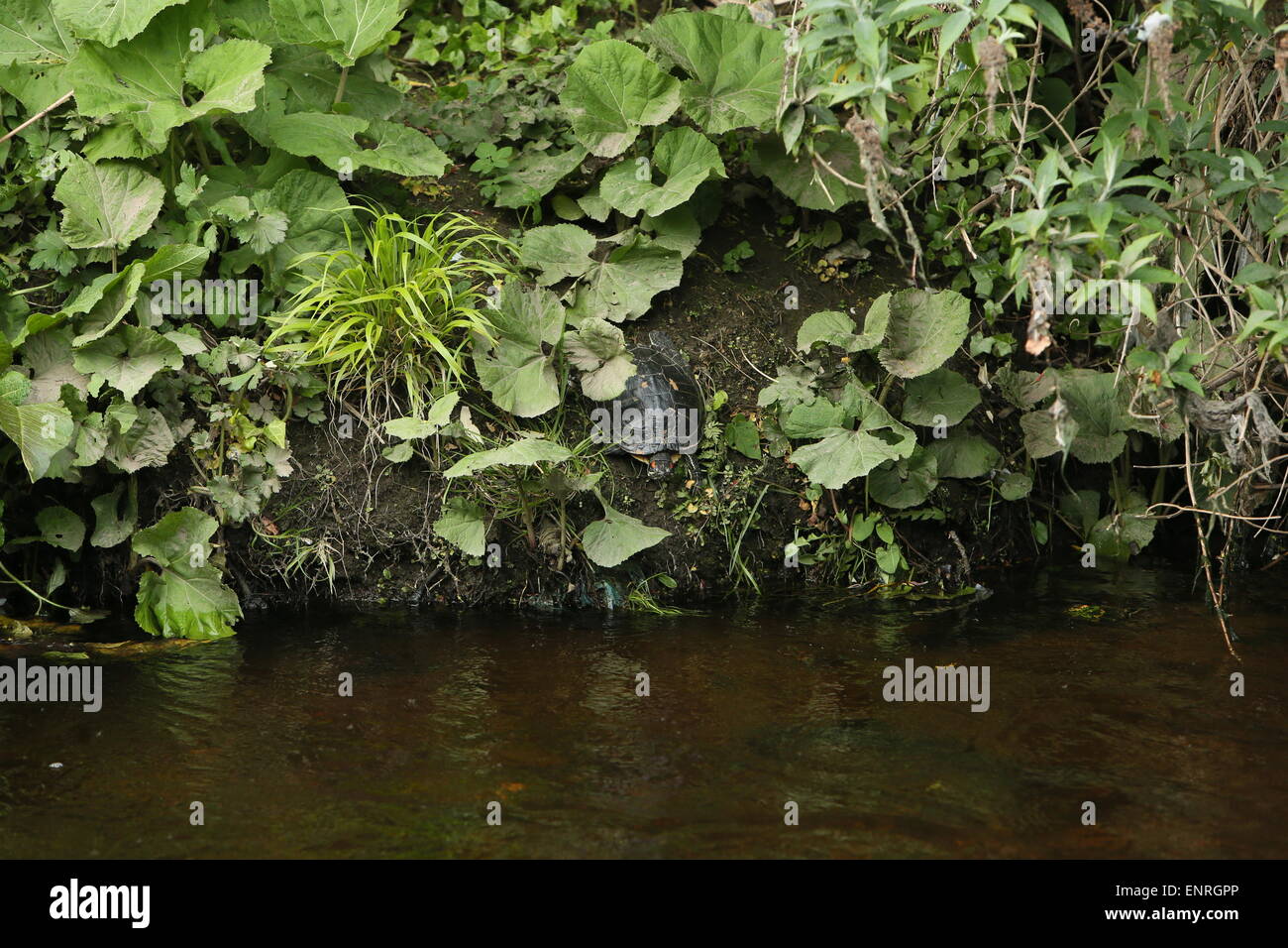 Image of a turtle at the side of a section of the River Dodder in the ...