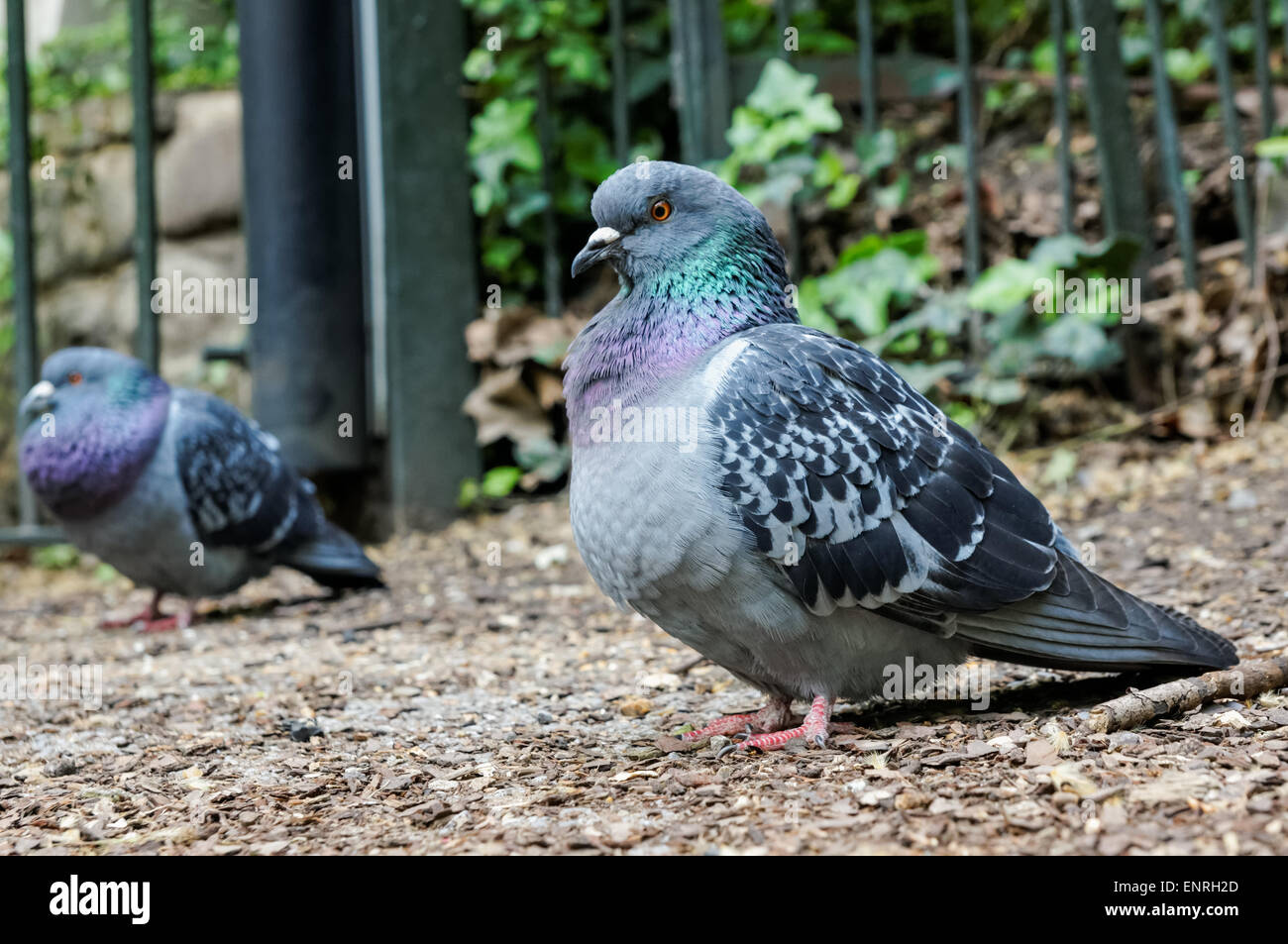 Close up of two male pigeons Stock Photo - Alamy