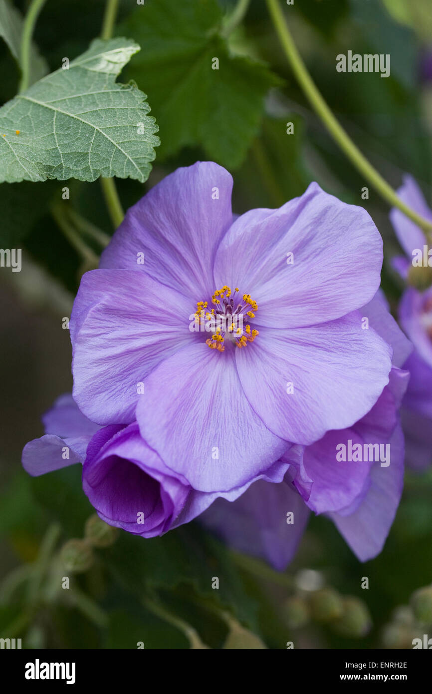 Abutilon x suntense flower in the garden Stock Photo - Alamy