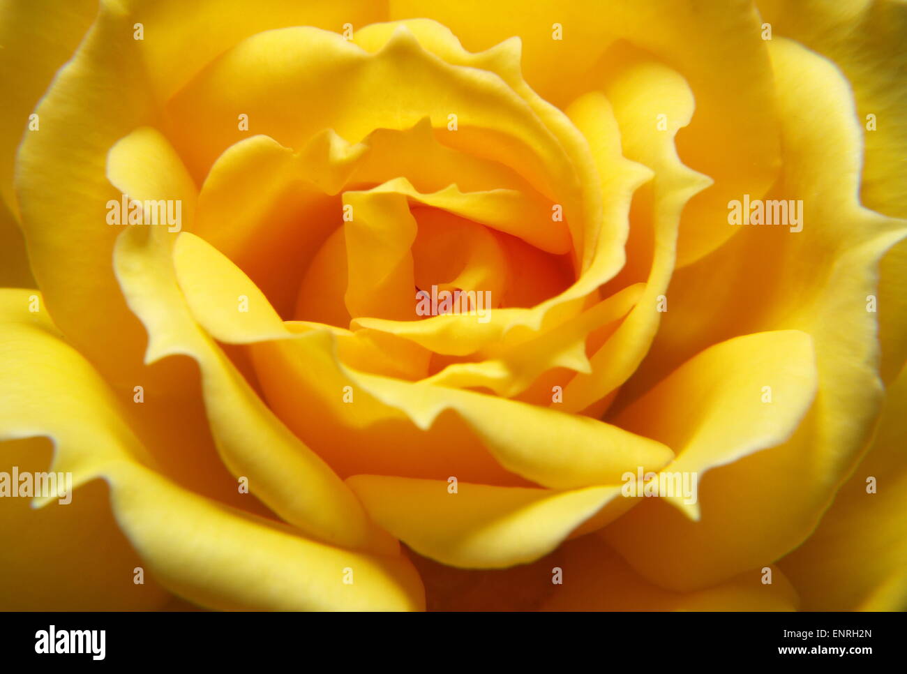 Rose gold colors hi-res stock photography and images - Alamy