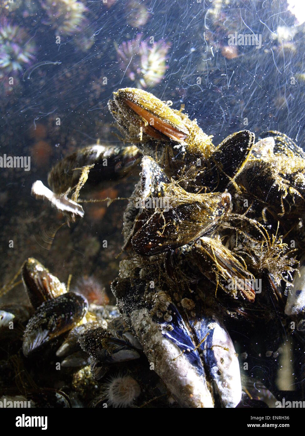 Underwater shells ocean hi-res stock photography and images - Alamy