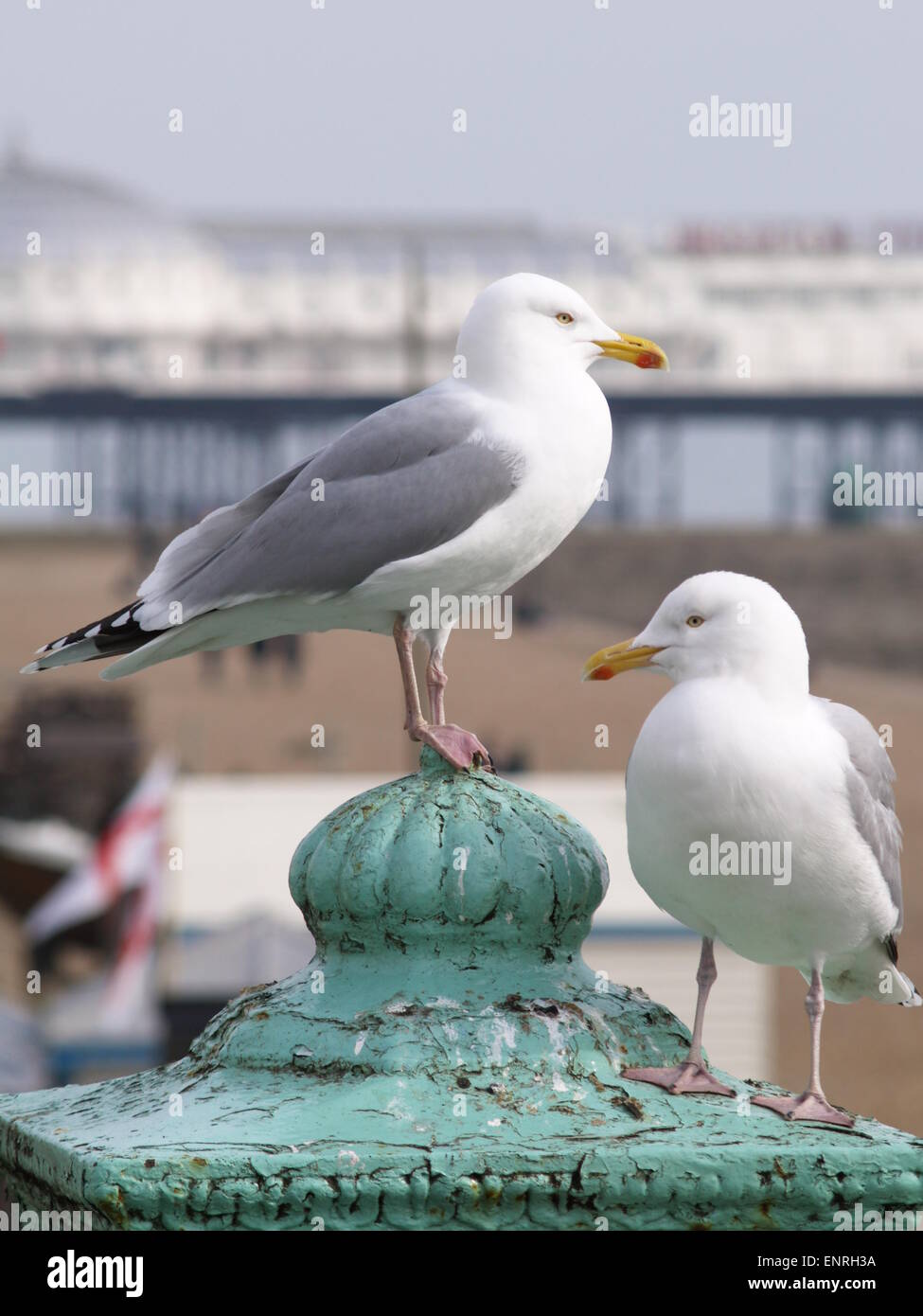 Seagulls profile hi-res stock photography and images - Alamy