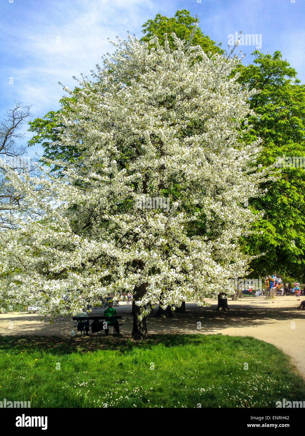 Paris, France. Urban Park Scenes in Spring, Flowering Tree, in Bois de ...