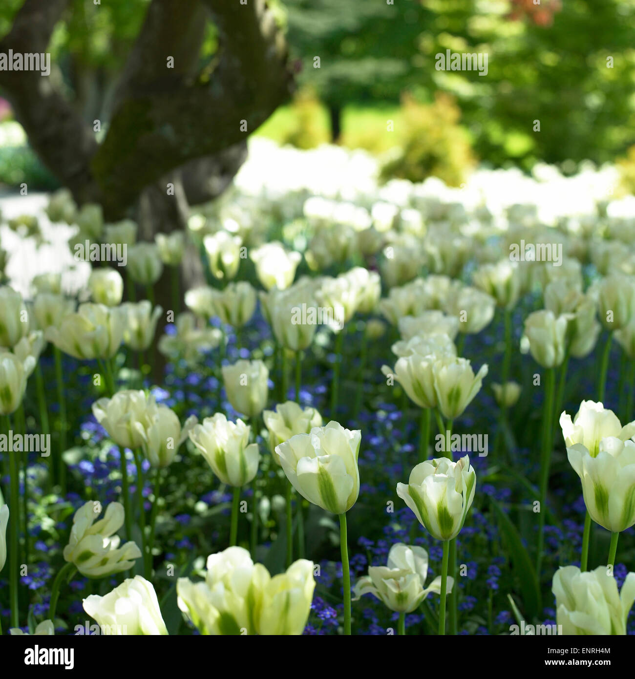 Bed of white tulips and delicate deep blue flowers Stock Photo - Alamy