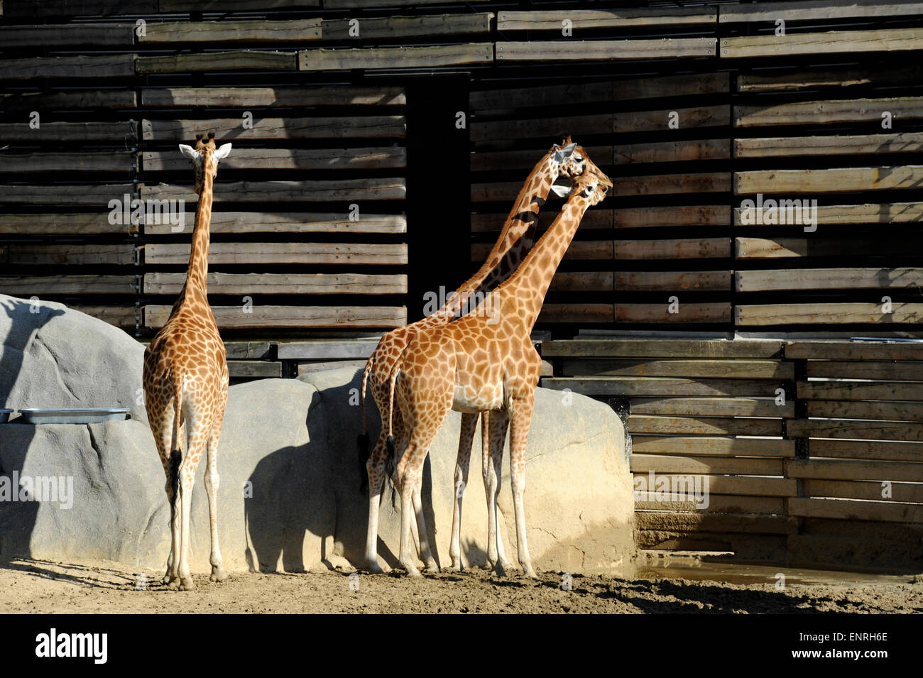 Giraffe family,Zoo de Vincennes,Parc zoological park of Paris,France ...