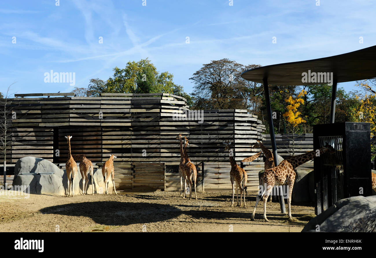 Giraffe family,Zoo de Vincennes,Parc zoological park of Paris,France ...