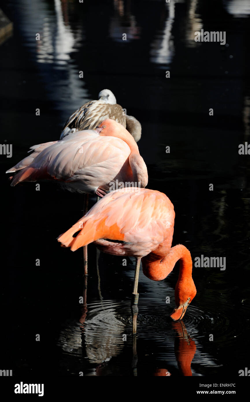 Pink flamingo,Zoo de Vincennes,zoological park of Paris,France Stock ...