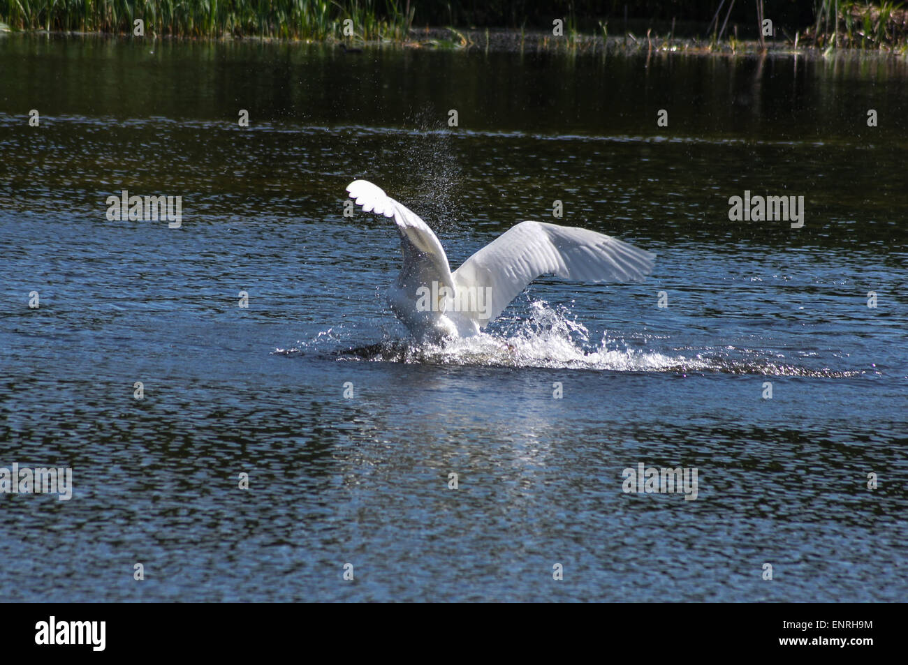 Dog attacking swan hi-res stock photography and images - Alamy