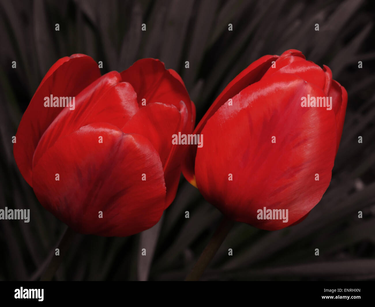Desaturated landscape hi-res stock photography and images - Alamy