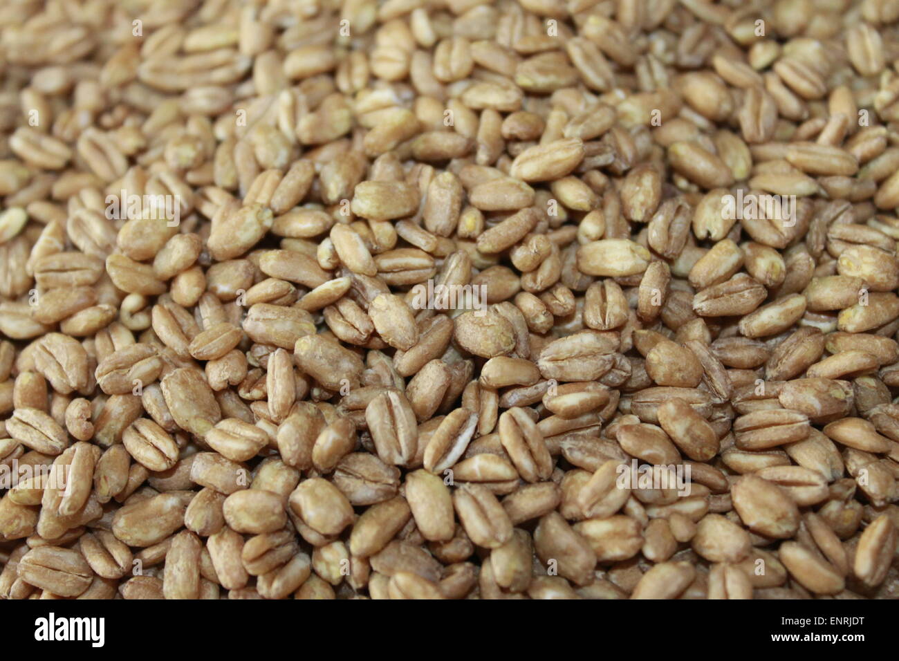 grain of farro raw Stock Photo - Alamy