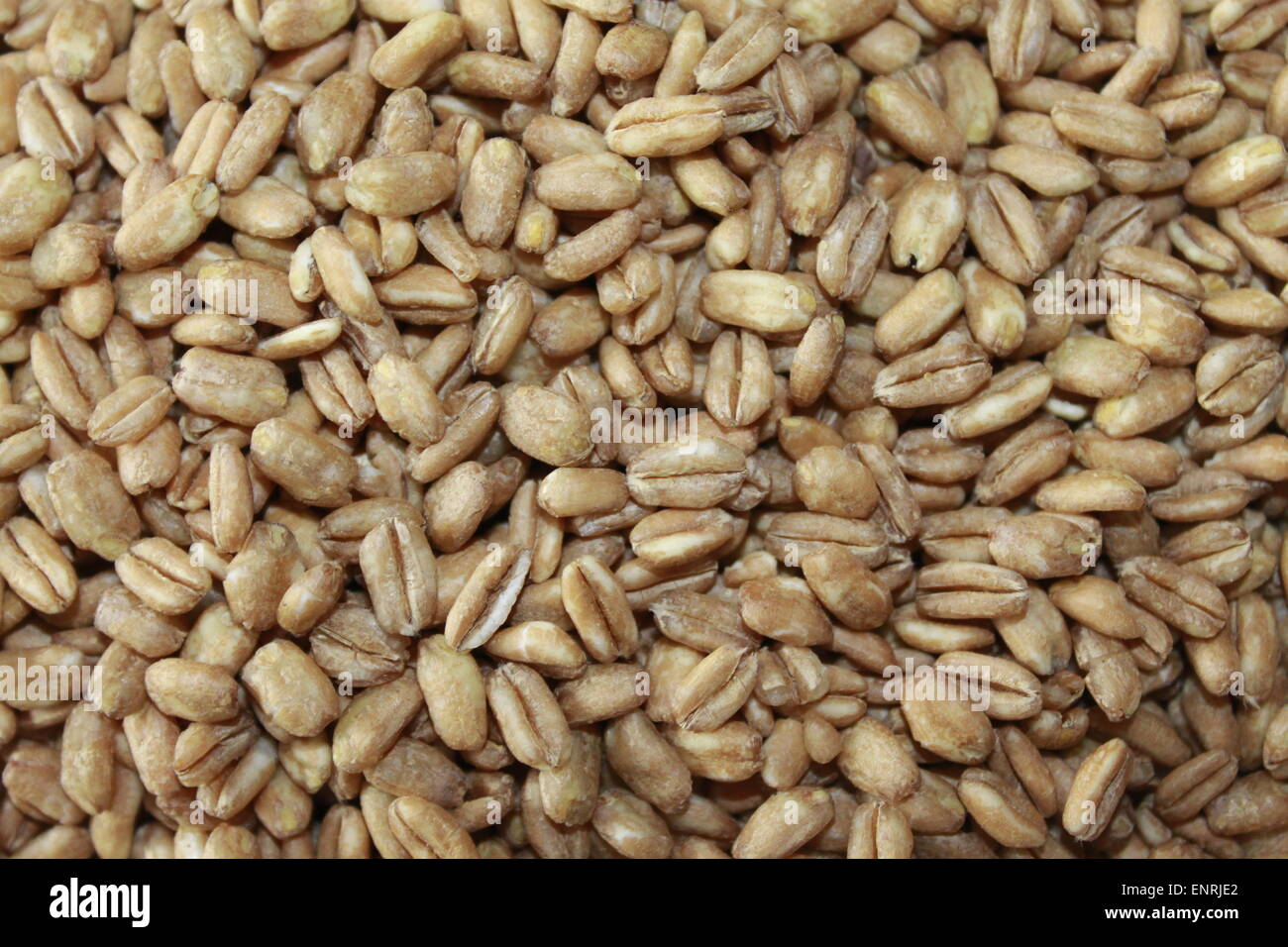 grain of farro raw Stock Photo - Alamy
