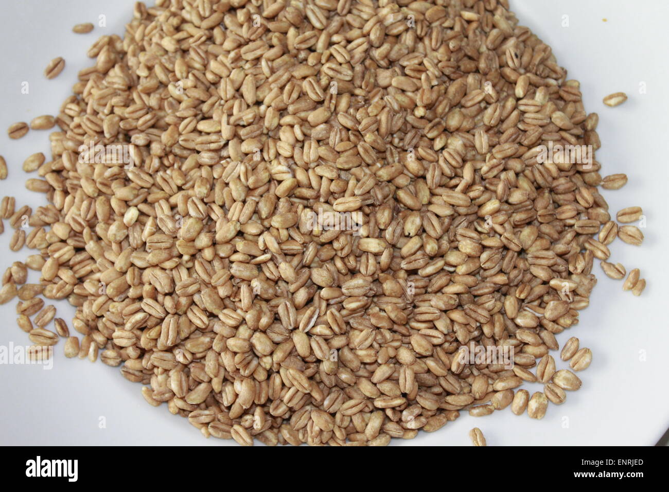 grain of farro raw Stock Photo - Alamy