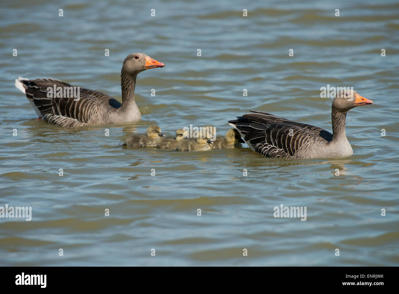 Greylag Goose