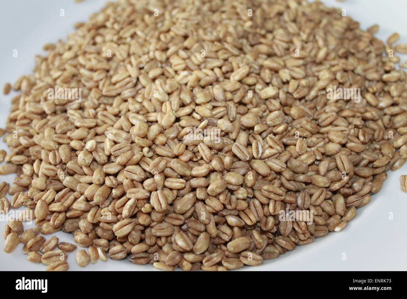 grain of farro raw Stock Photo - Alamy
