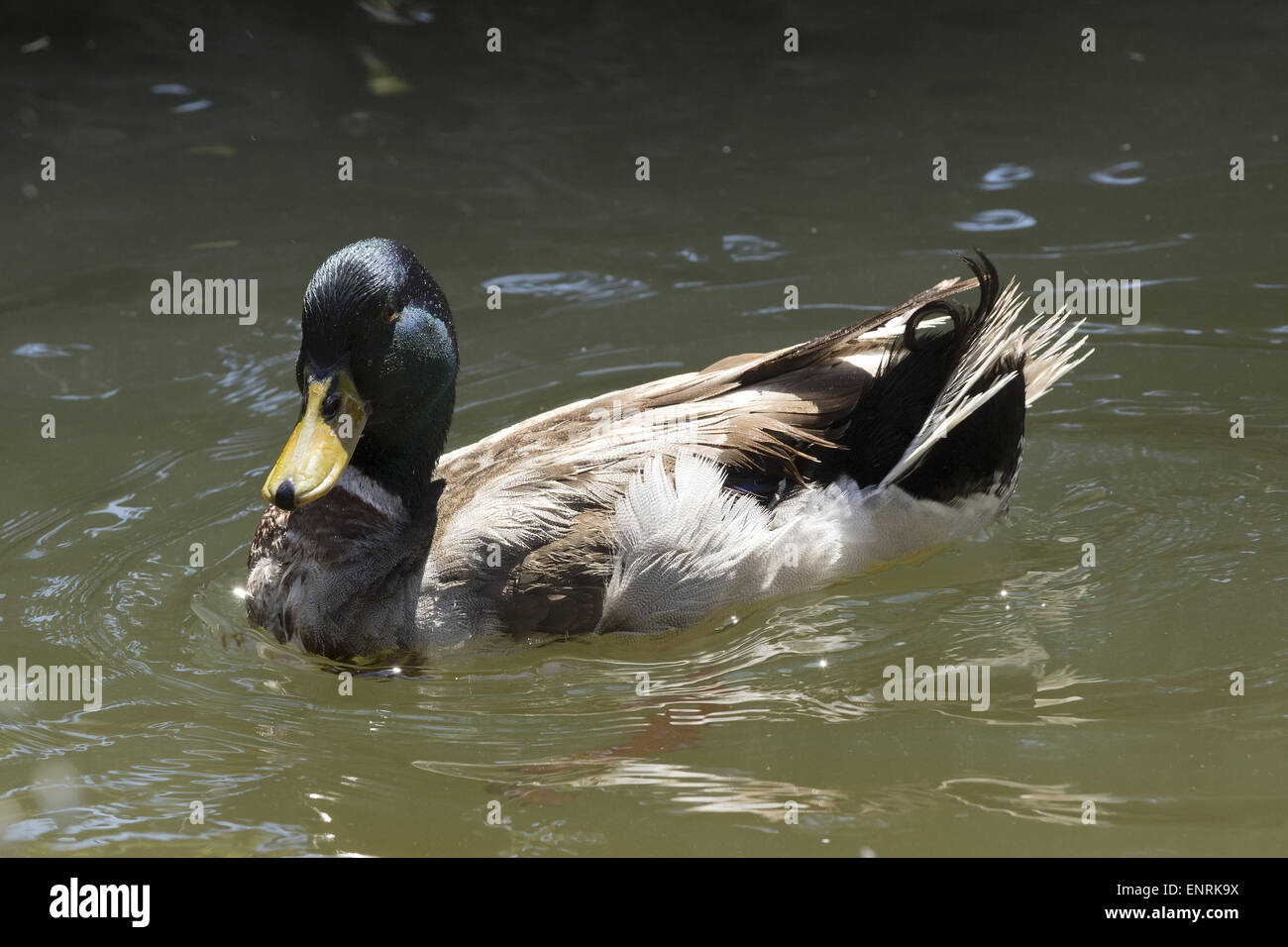 Male Mallard Duck Stock Photo - Alamy