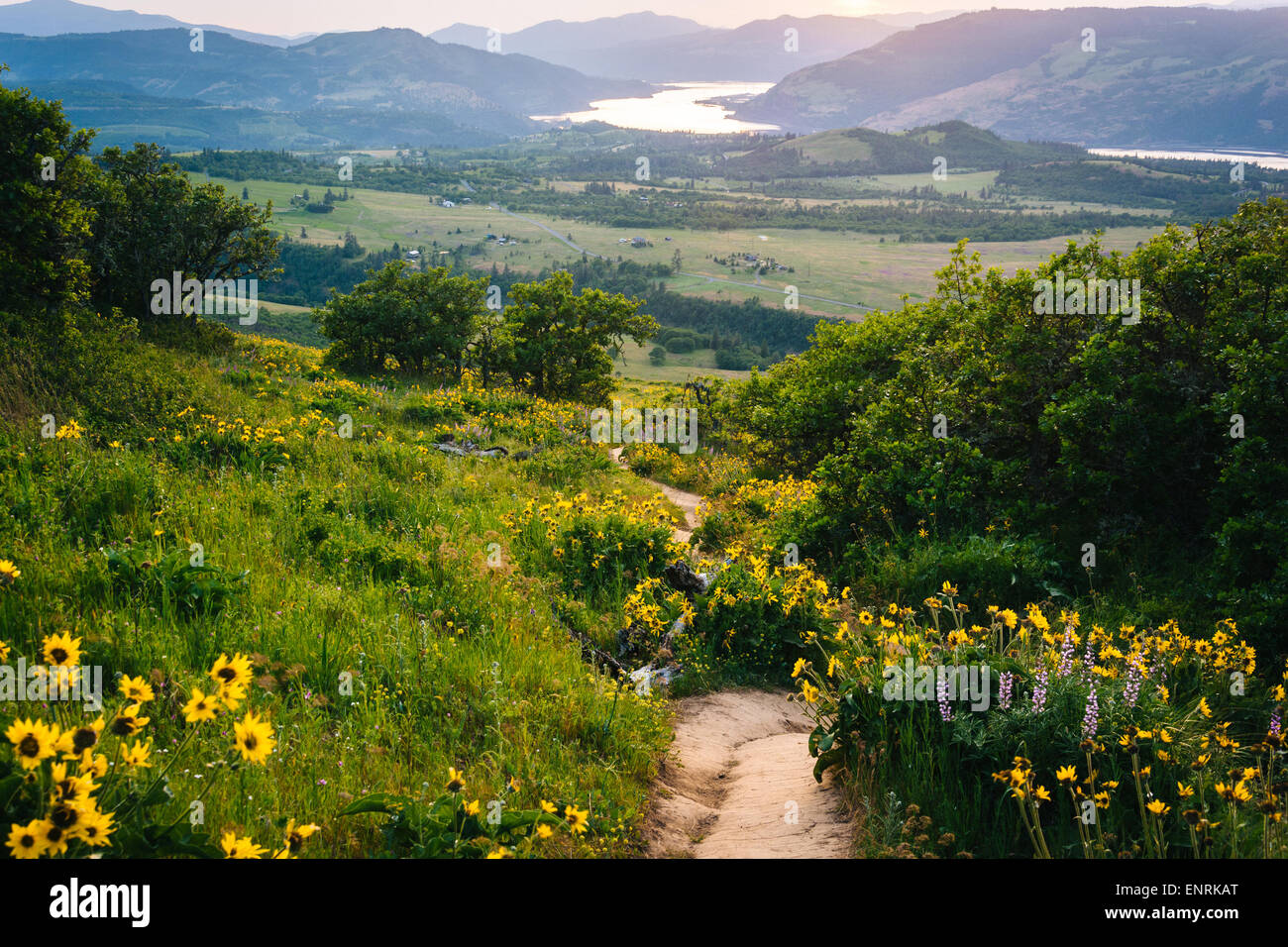 Wildflowers along a trail and view of the Columbia River at sunset, at ...