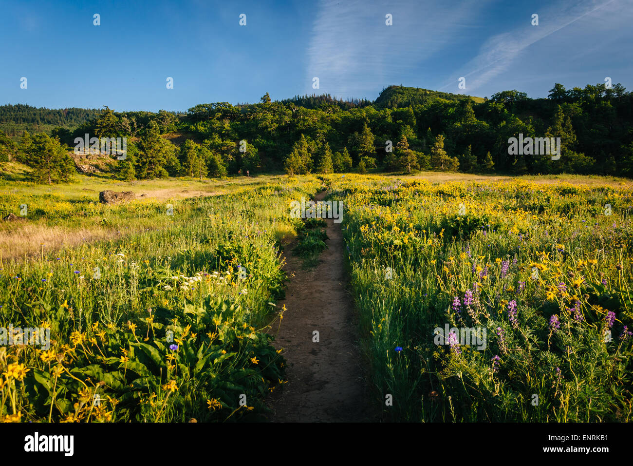 Wildflowers along a trail, at Tom McCall Nature Preserve, Columbia ...