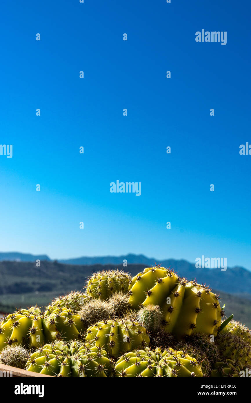 A bowl of mixed cacti shown in sunny conditions Stock Photo - Alamy