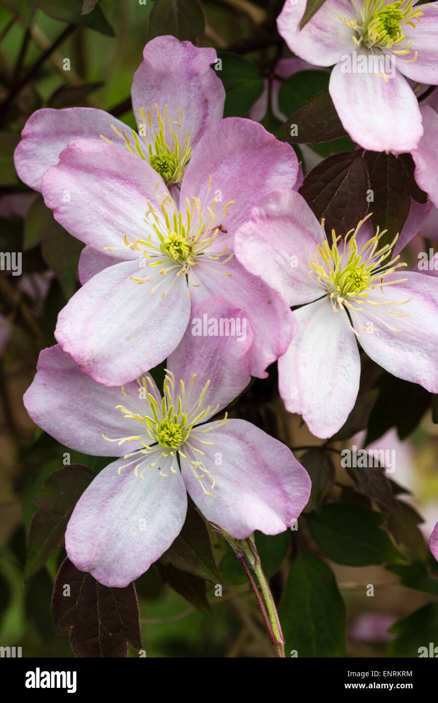 Late Spring flowers of the deciduous climber, Clematis montana 'Wee ...