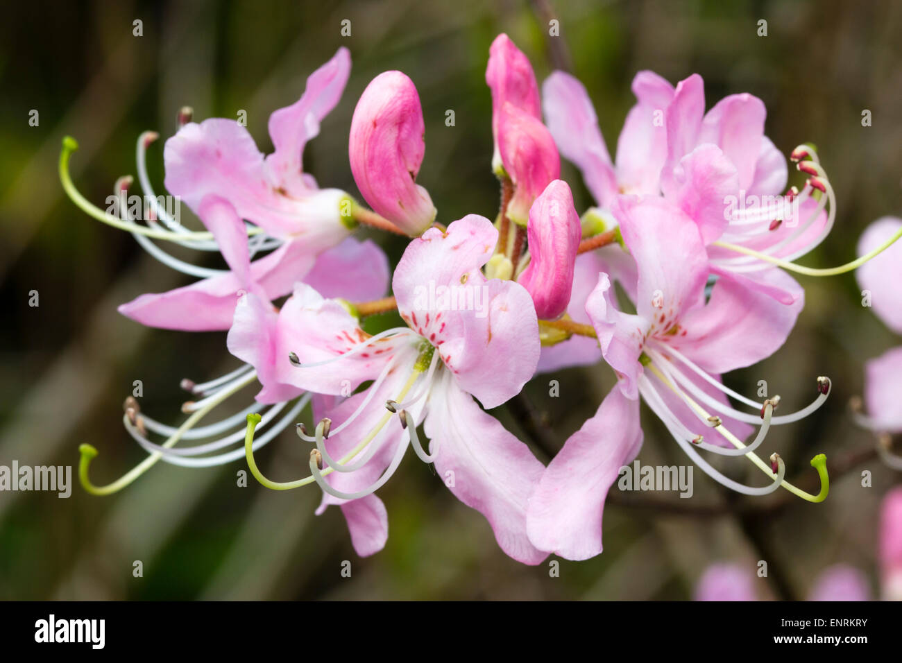 Pink spring flowers of the deciduous pinkshell azalea, Rhododendron ...