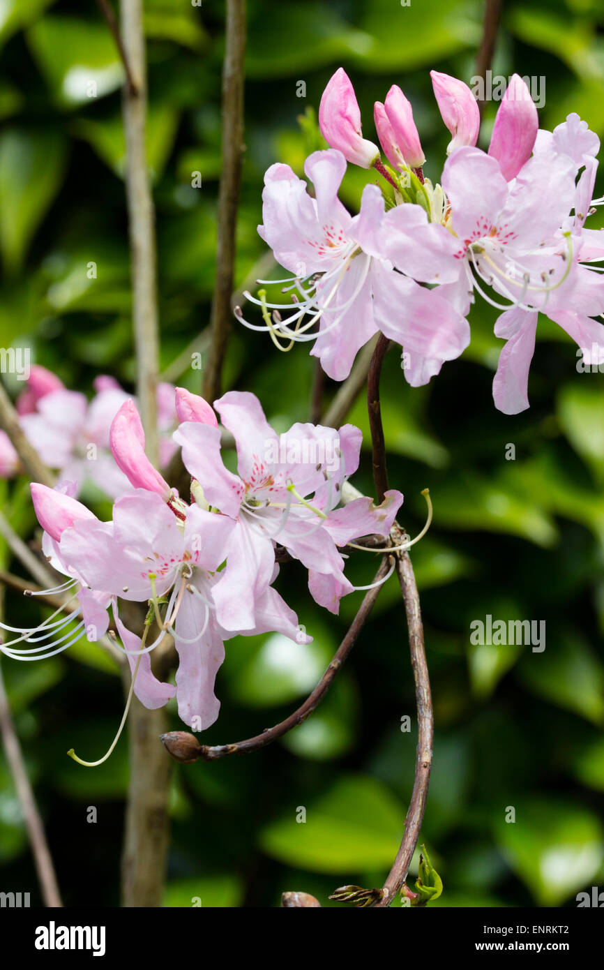 Pink spring flowers of the deciduous pinkshell azalea, Rhododendron ...