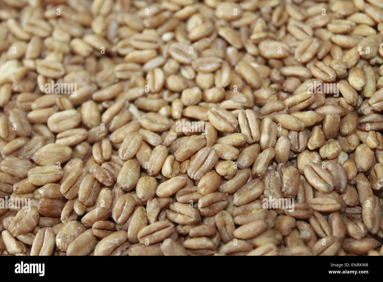 grain of farro raw Stock Photo - Alamy