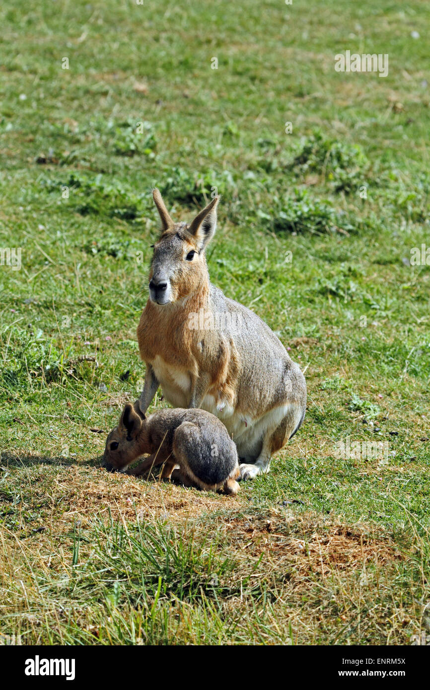 Dolichotis patagonium hi-res stock photography and images - Alamy