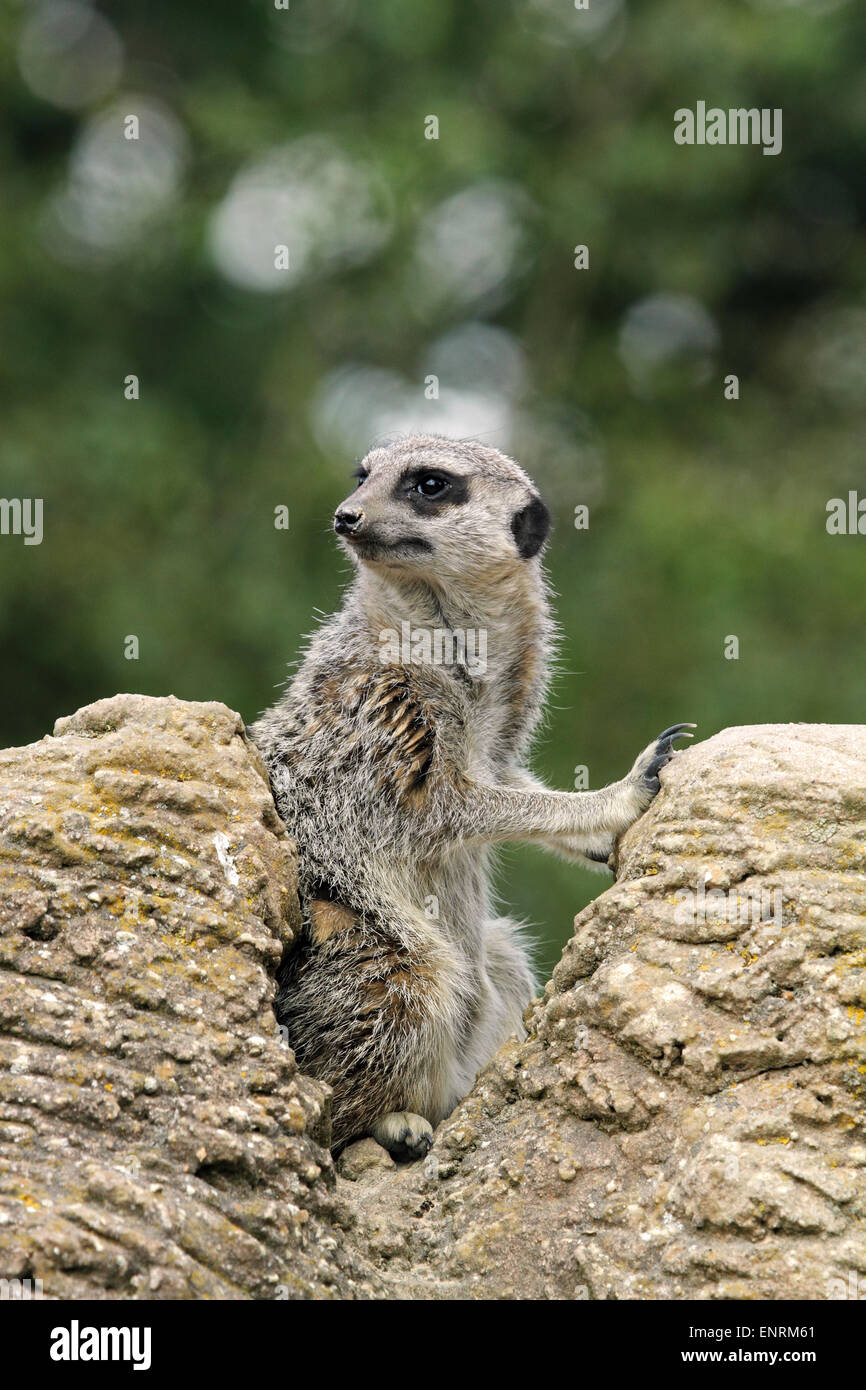 Meerkat (Suricata suricatta) - aka Suricate - a member of the Mongoose ...