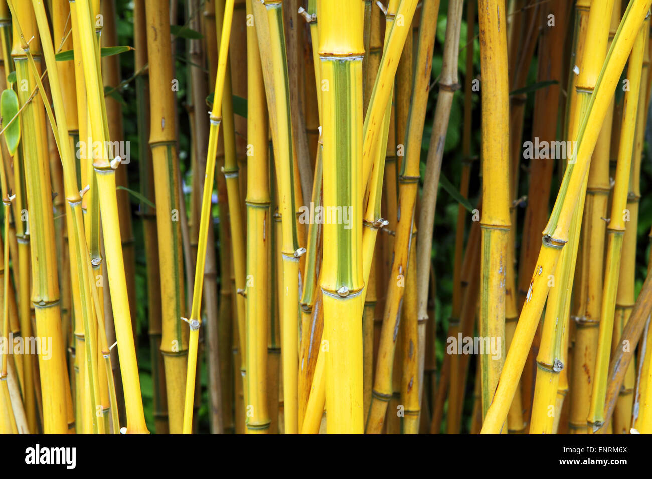 Bamboo - Phyllostachys aureosulcata f. spectabilis Stock Photo - Alamy