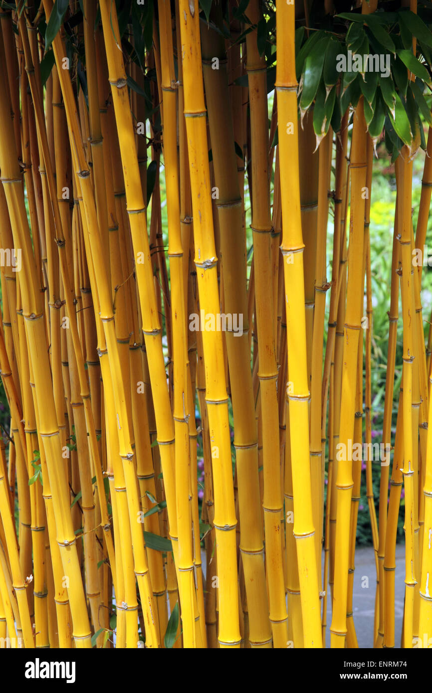 Bamboo - Phyllostachys aureosulcata f. spectabilis Stock Photo - Alamy