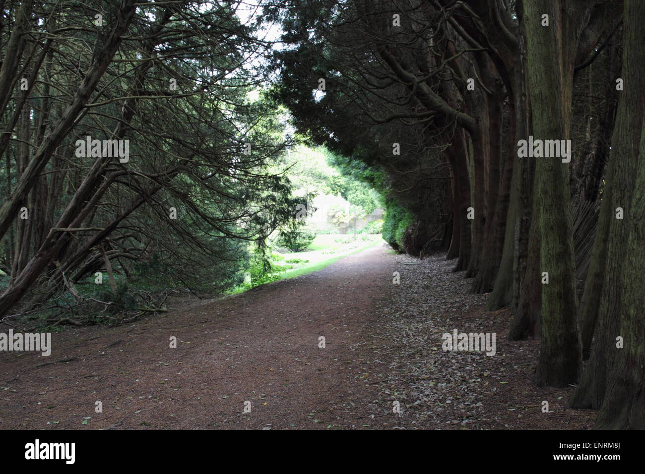 Hedge lined countryside path hi-res stock photography and images - Alamy