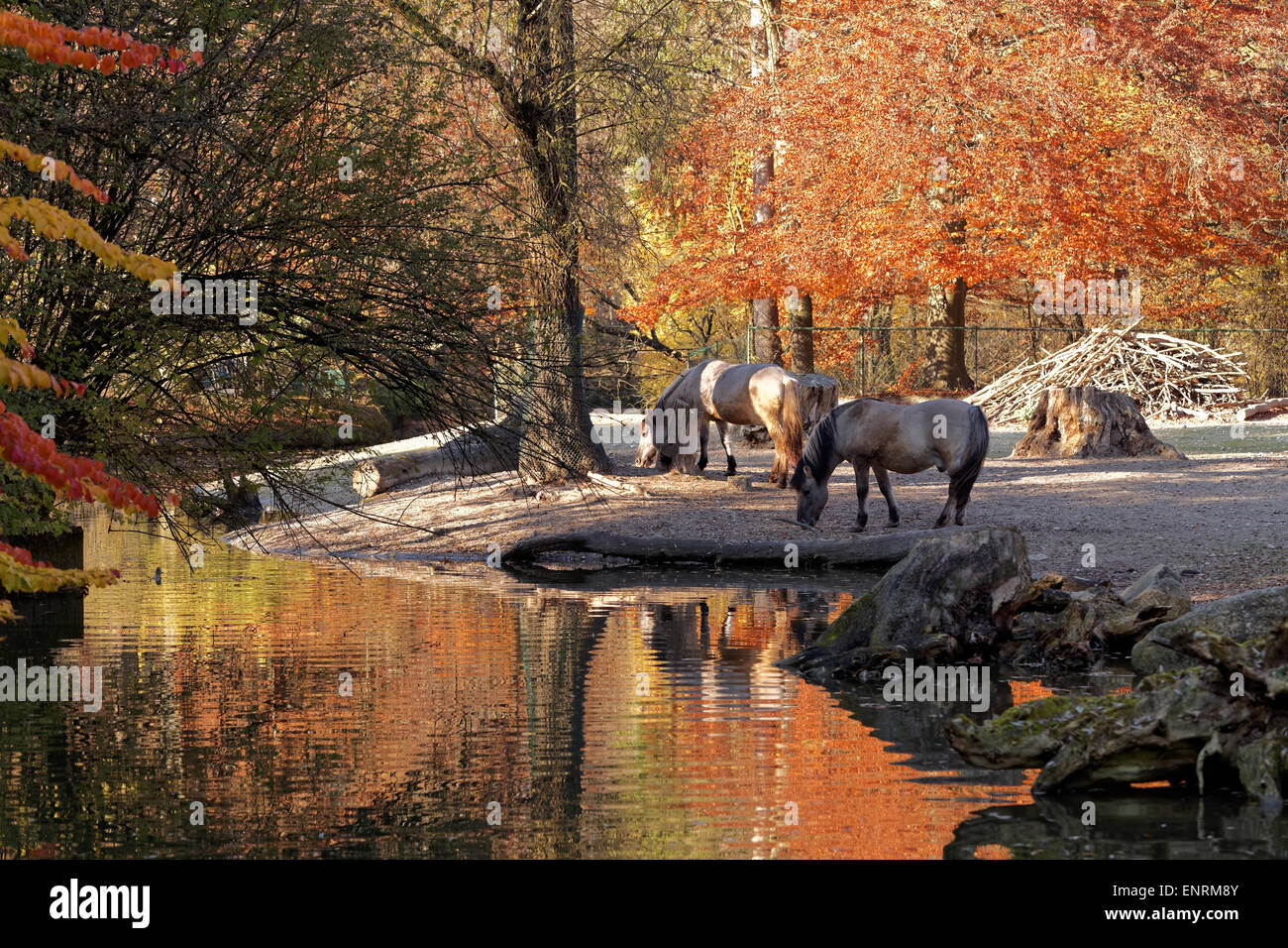 Autumn foliage colors horses Stock Photo - Alamy