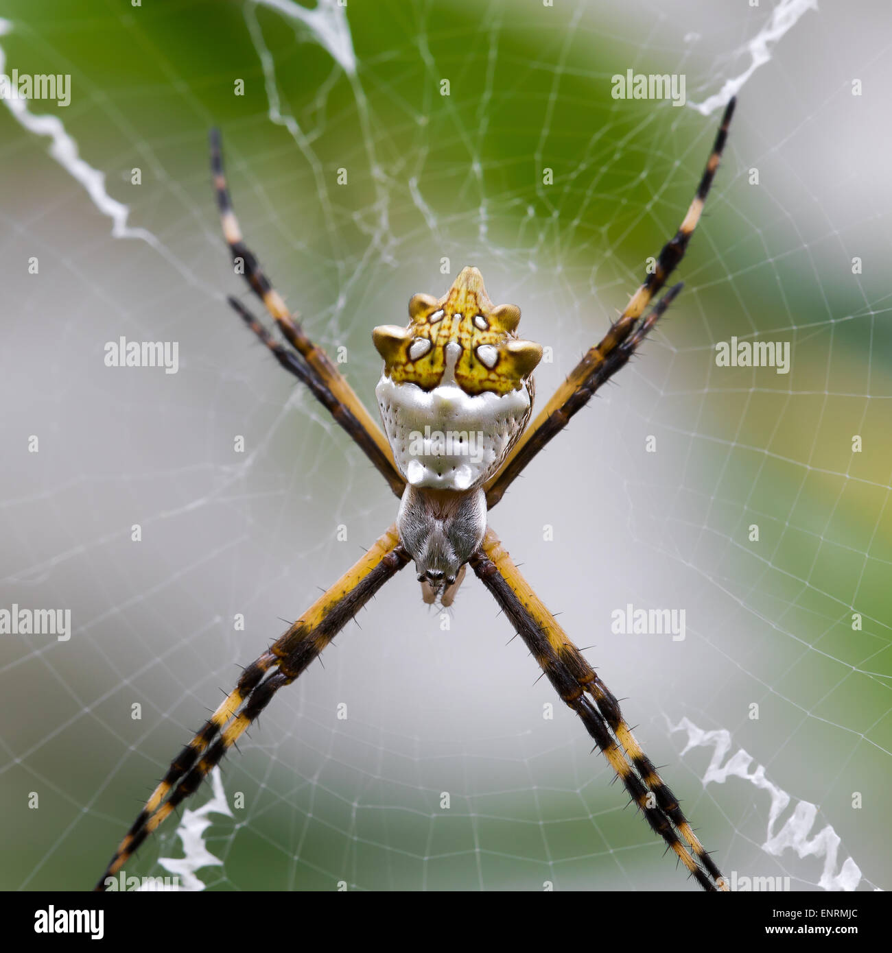 Argiope spider hi-res stock photography and images - Alamy