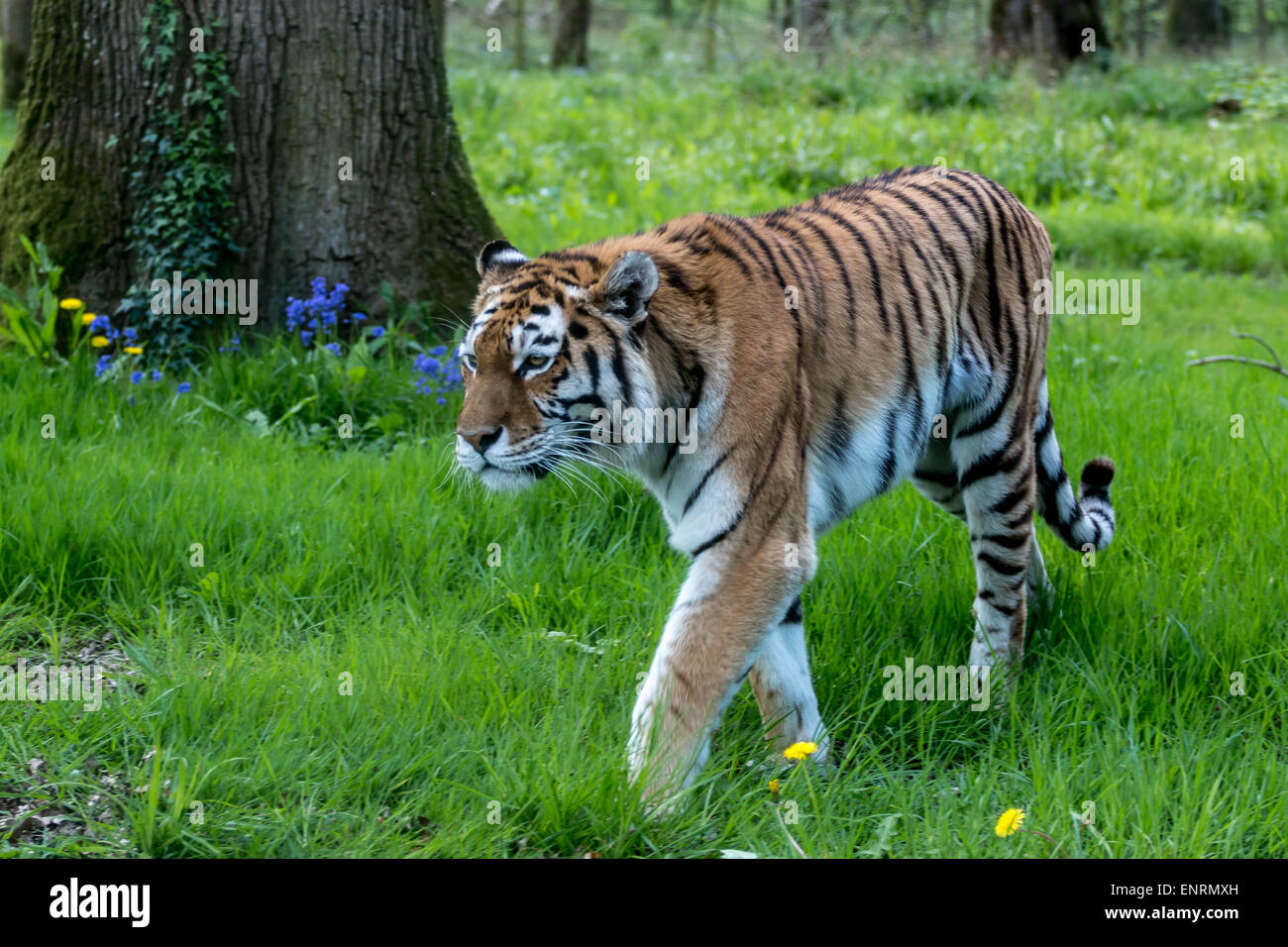 Longleat safari park, Longleat, Wiltshire, UK. 10th May, 2015. Taking a ...