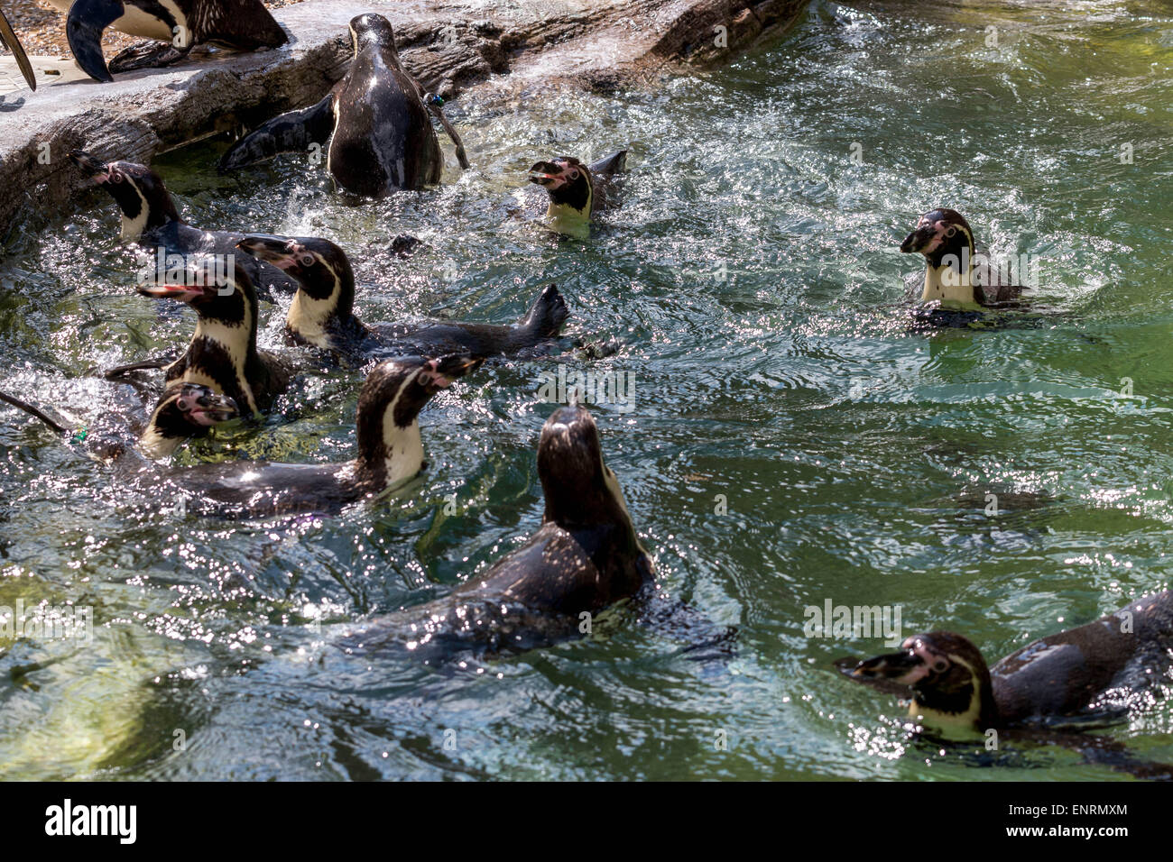 Longleat safari park, Longleat, Wiltshire, UK. 10th May, 2015. Taking a ...