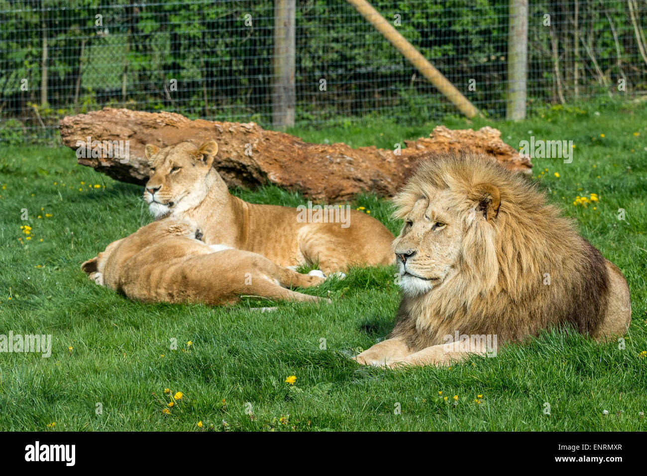 Longleat safari park lions hi-res stock photography and images - Alamy