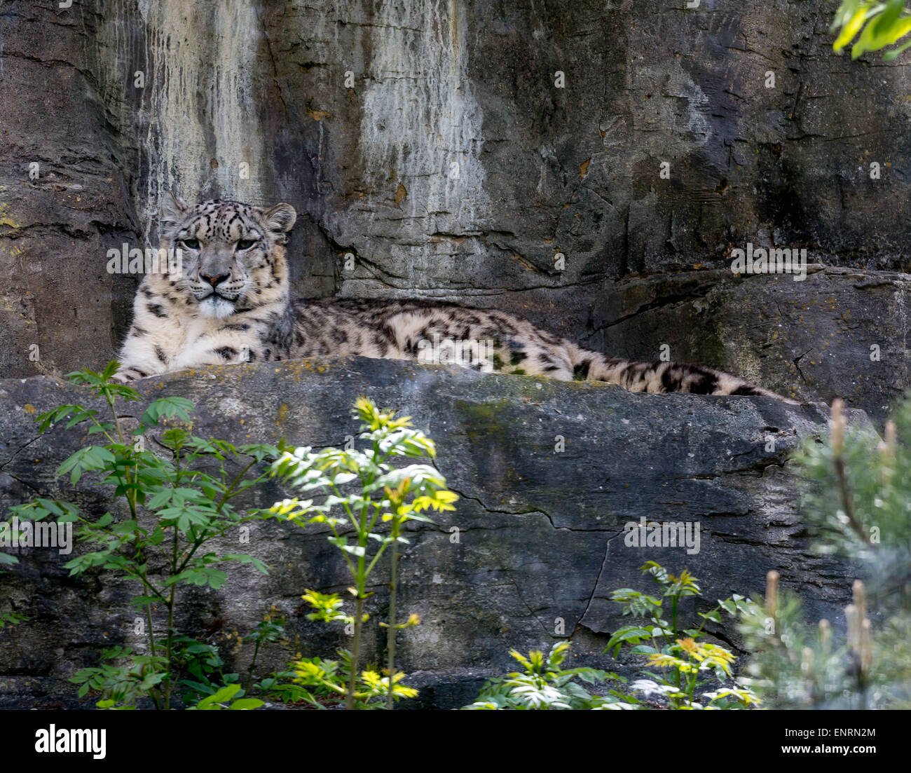 Critically endangered animals hi-res stock photography and images - Alamy