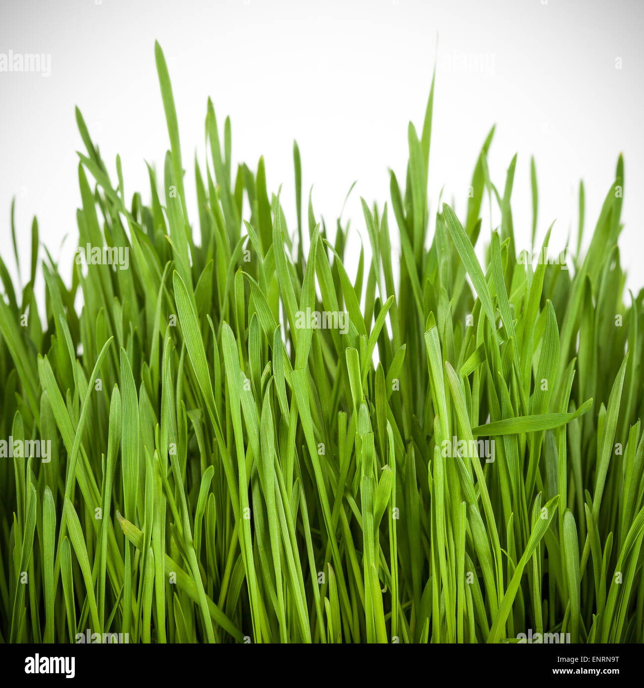 Fresh green grass isolated on white Stock Photo - Alamy