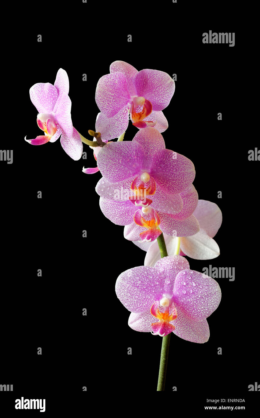 Light pink phalaenopsis orchid flower hi-res stock photography and ...