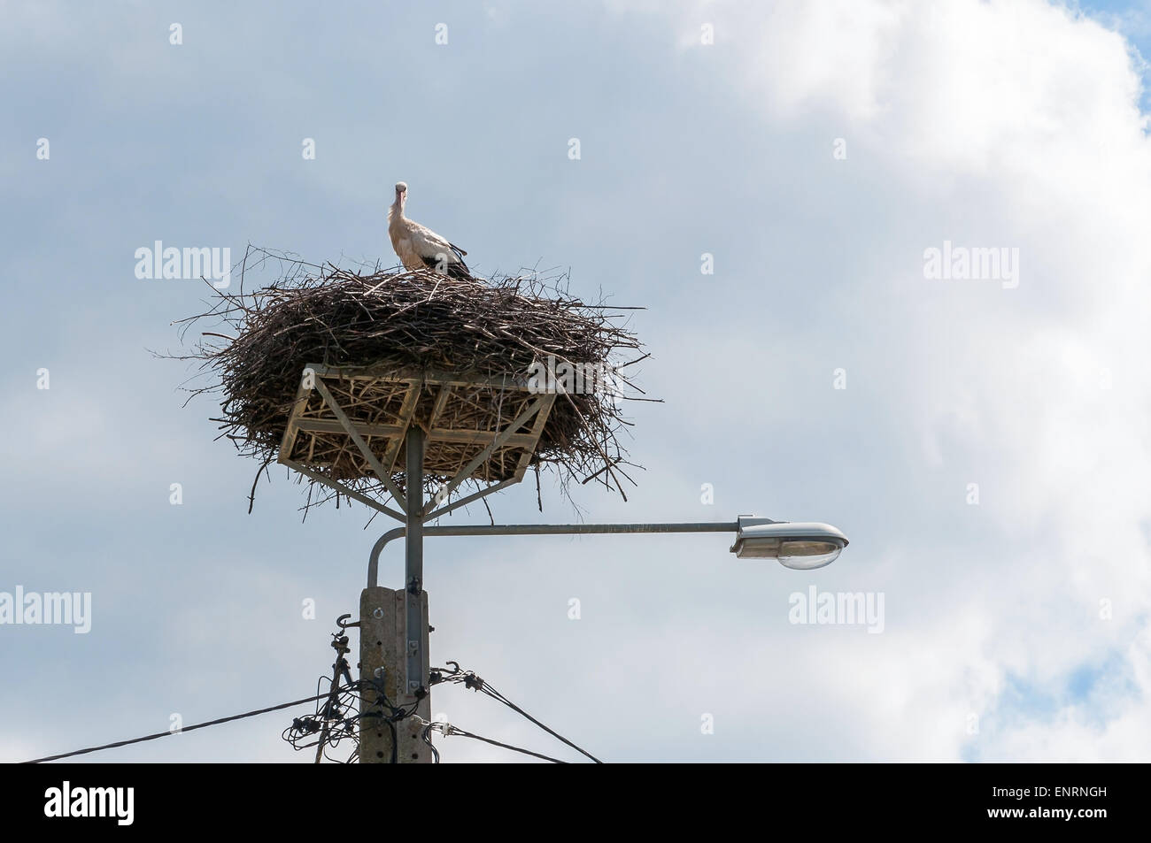 White stork in the nest on the electrical pole Stock Photo - Alamy